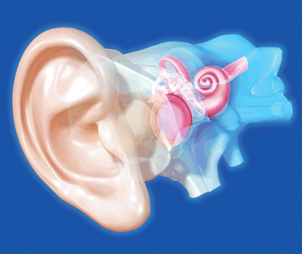 Osteoporosis and Hearing Loss - Better Hearing Center, LLC.